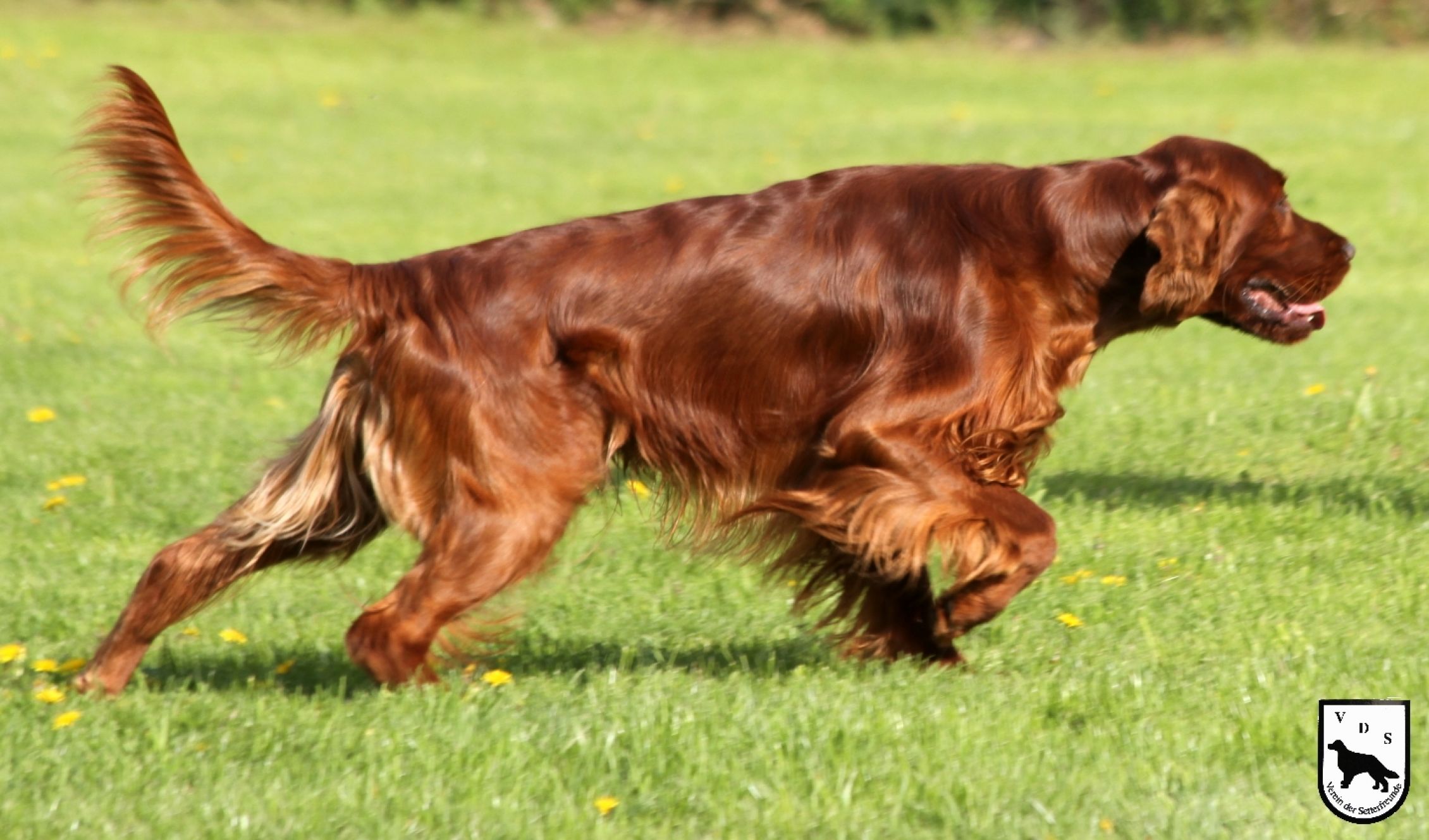 Setter - Hunde - Setter-Zucht: Verein der Setterfreunde e.V ...