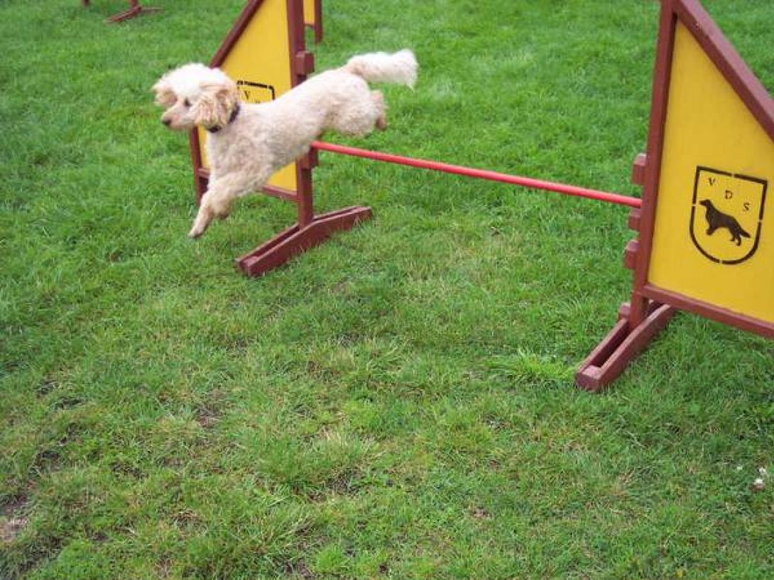 Agility Kurse für alle Rassen: Verein der Setterfreunde e.V ...